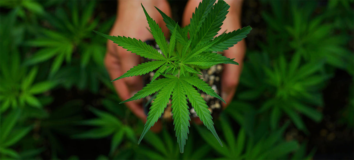 Full Spectrum vs. Broad Spectrum CBD Explained