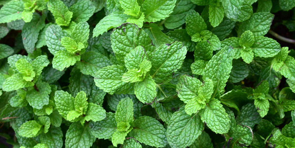 The Cool Comfort of Menthol: Exploring Its Benefits