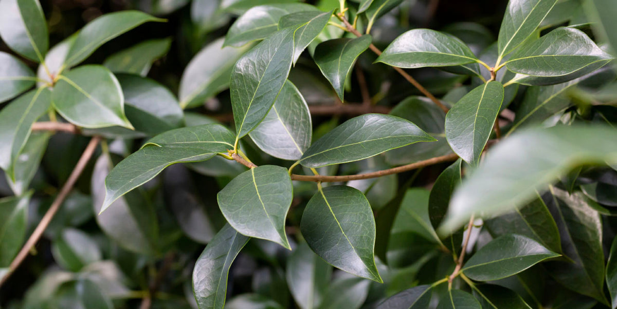 Unveiling the Uses and Benefits of Camphor